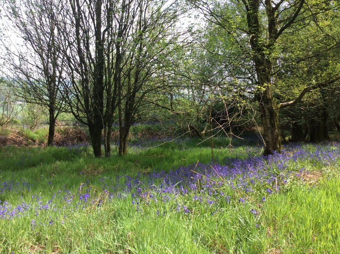 Wild woodland camping Devon